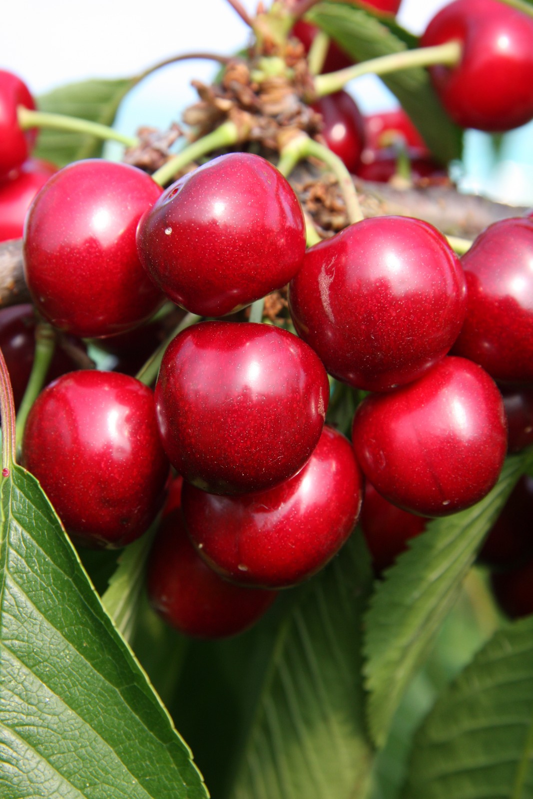 Sunburst | Frank P Matthews