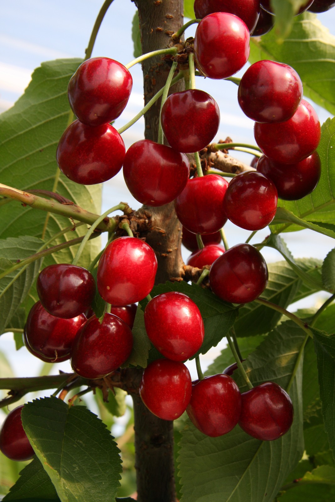 Sunburst | Frank P Matthews