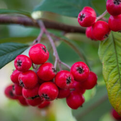 Cotoneaster frigidus 'Cornubia' | Cotoneaster Tree | Ornamental Trees ...