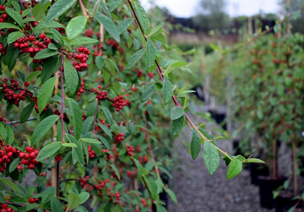Cotoneaster 'Hybridus Pendulus' | Frank P Matthews