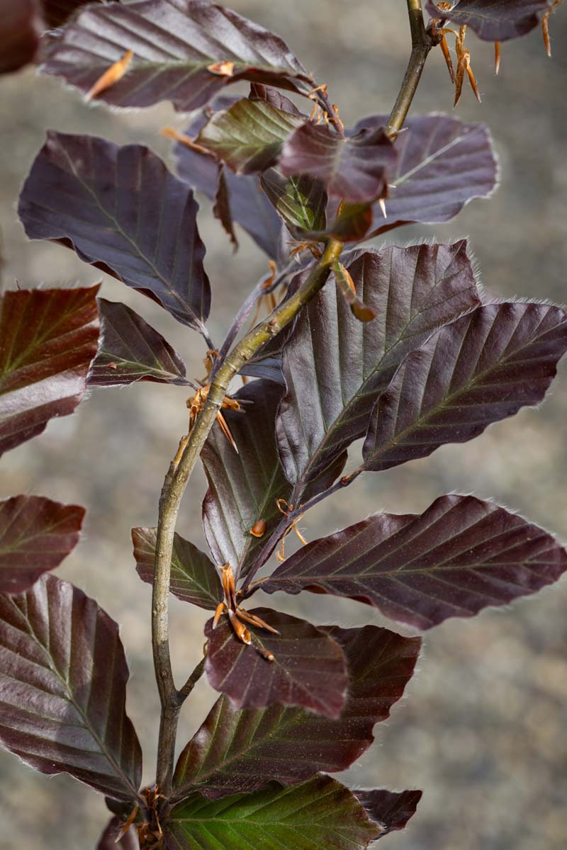 Fagus sylvatica 'Dawyck Purple' | Beech Tree | Ornamental Trees | Frank ...