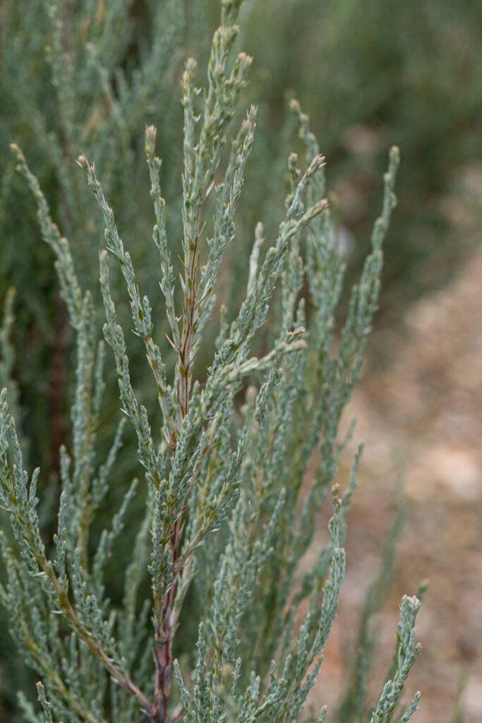 Juniperus scopulorum 'Blue Arrow' | Frank P Matthews