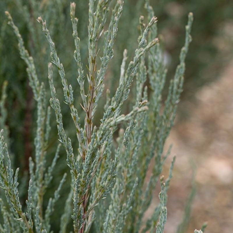 Juniperus scopulorum 'Blue Arrow' | Frank P Matthews