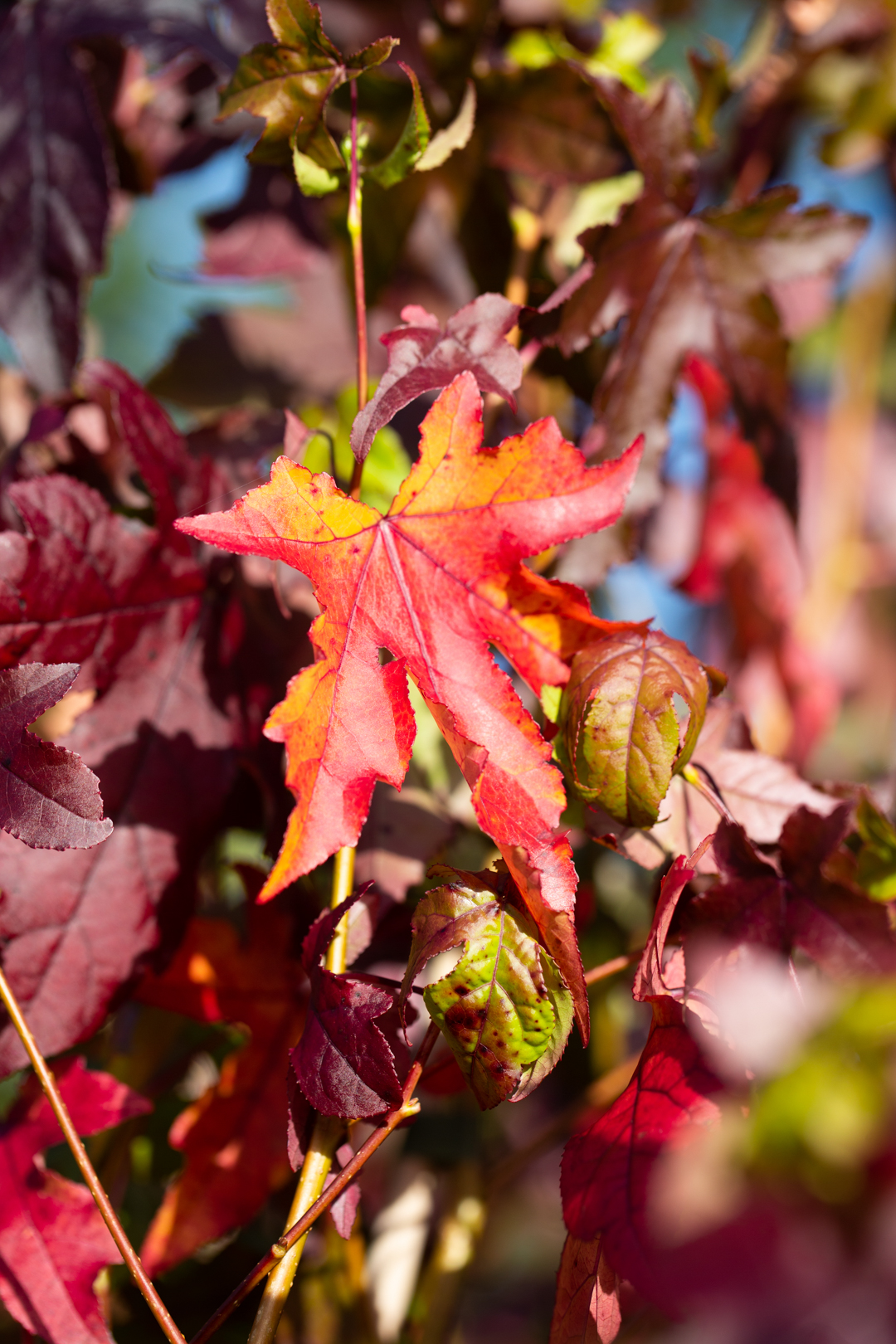 Liquidambar styraciflua | Sweetgum Tree | Ornamental Trees | Frank P ...