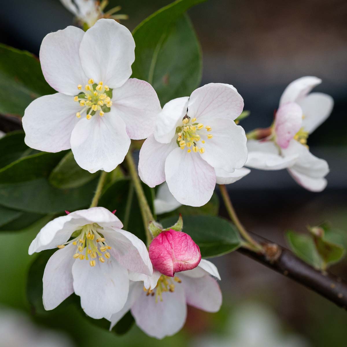 Malus 'Butterball' | Crabapple | Ornamental Trees | Frank P Matthews