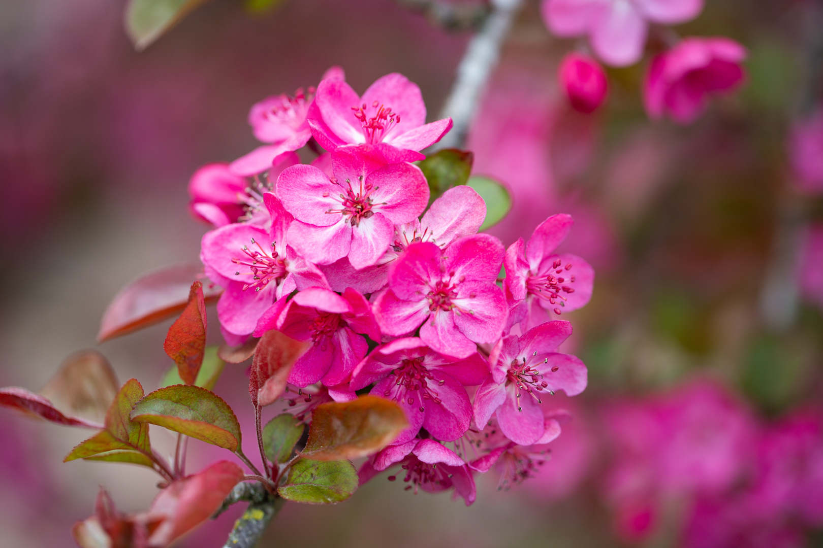 Malus 'Cardinal' | Crabapple | Ornamental Trees | Frank P Matthews