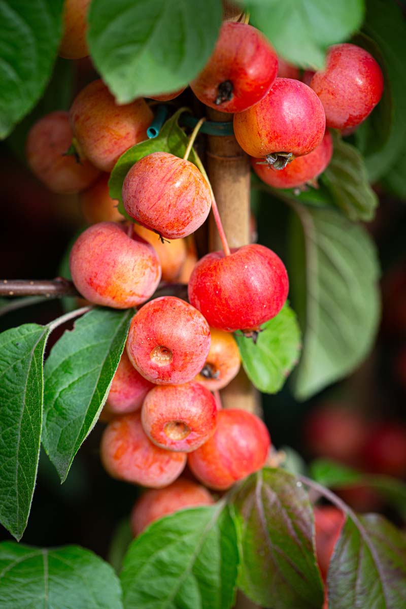 Malus 'Evereste' | Crabapple | Ornamental Trees | Frank P Matthews