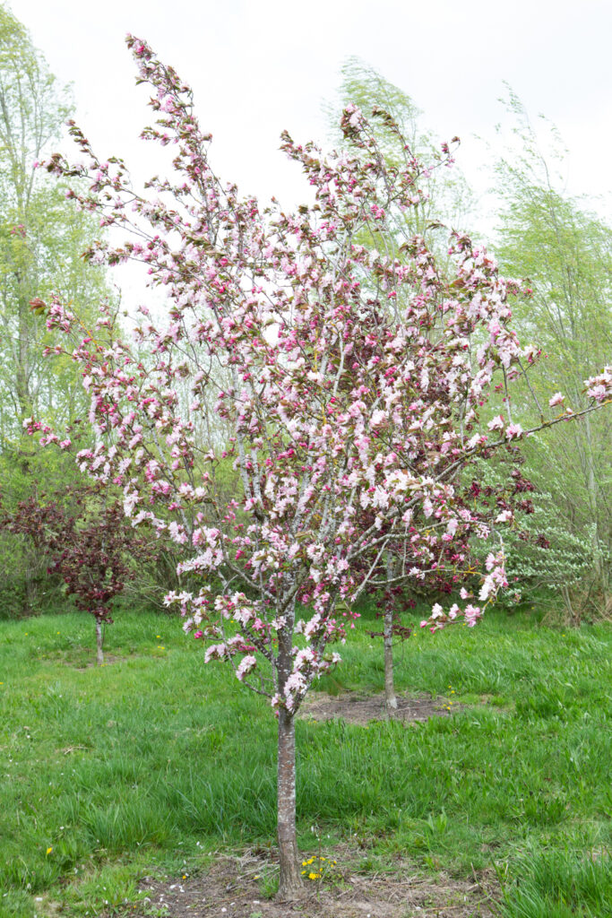 Malus 'Red Obelisk'® | Frank P Matthews