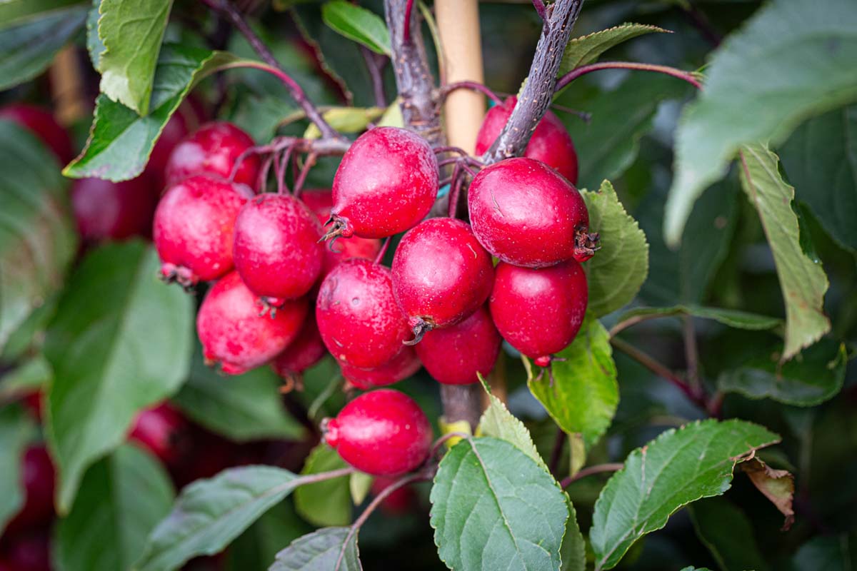 Malus 'Red Obelisk'® | Frank P Matthews