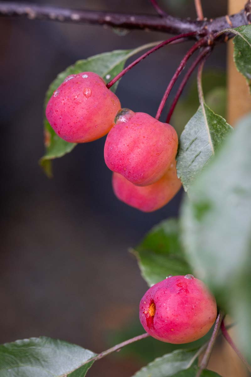 Malus 'Rudolph' | crabapple | Ornamental Trees | Frank P Matthews