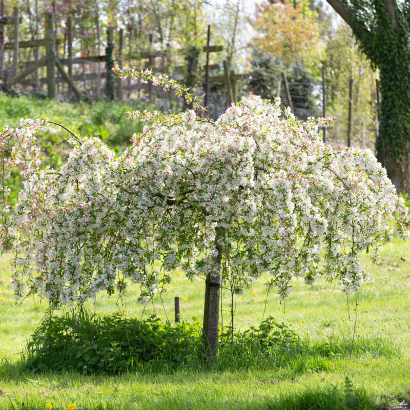 Malus 'Sun Rival' | Frank P Matthews