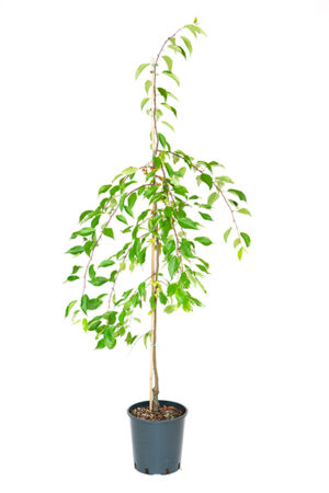 Malus 'Sun Rival' | Frank P Matthews