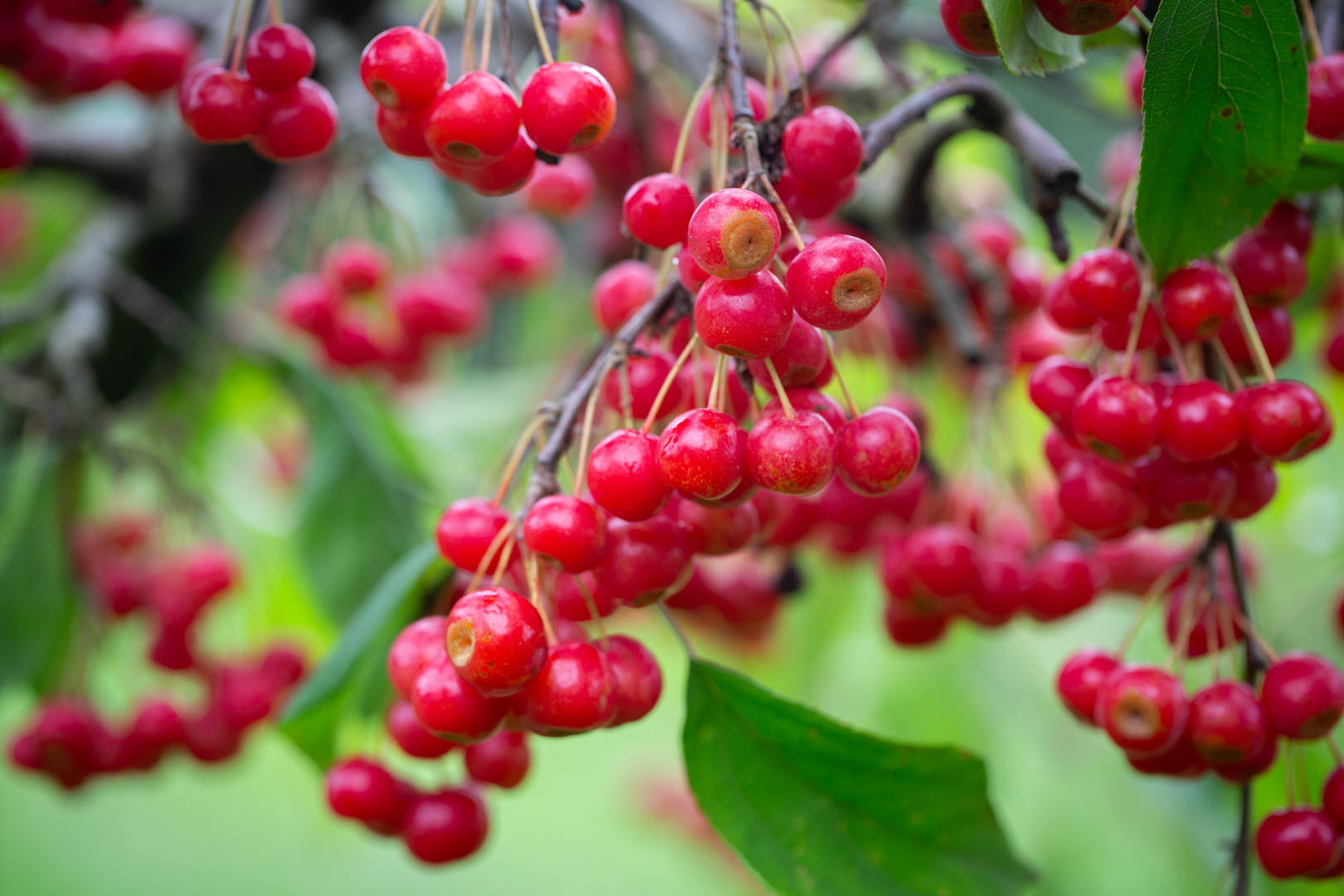 Malus 'Sun Rival' | Frank P Matthews