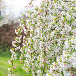 Malus 'Sun Rival' | Frank P Matthews