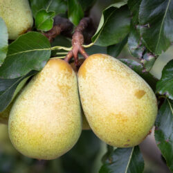 Beth | Pear Tree | Fruit Trees | Frank P Matthews