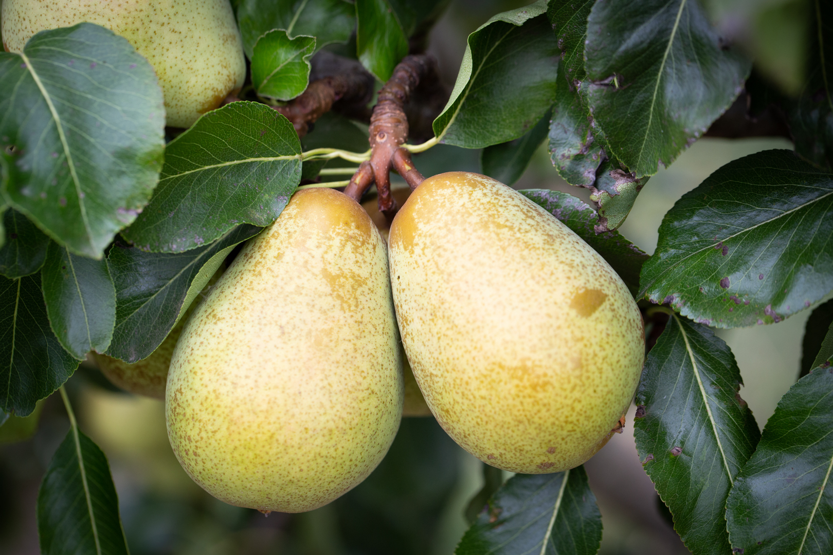 Beth | Pear Tree | Fruit Trees | Frank P Matthews