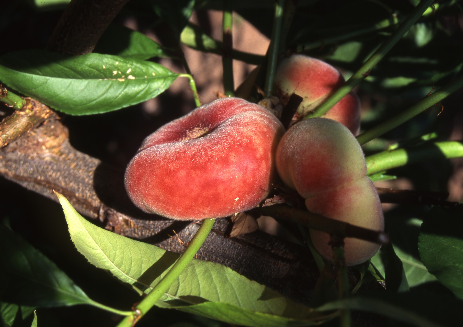 Saturn | Flat Peach | Fruit Trees | Frank P Matthews