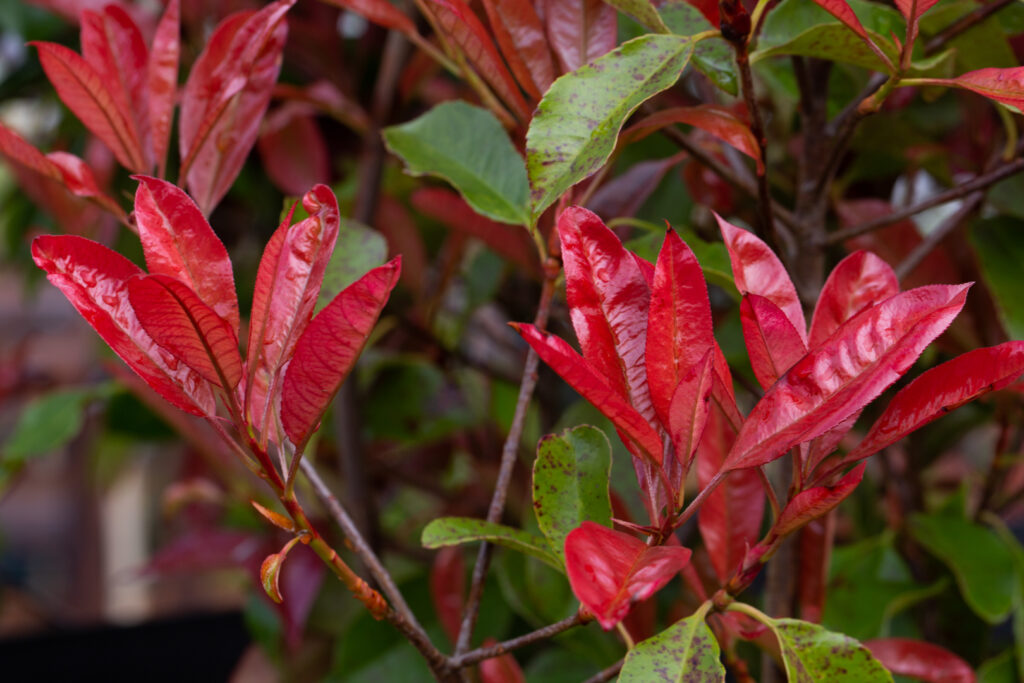 Photinia x fraseri 'Red Robin' | Frank P Matthews