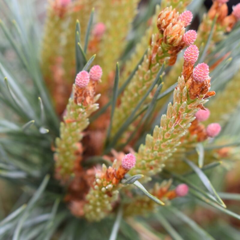 Pinus sylvestris 'Chantry Blue' | Frank P Matthews