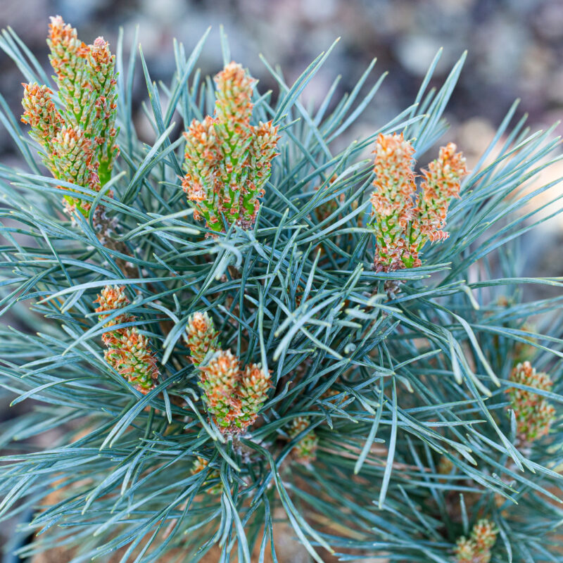 Pinus sylvestris 'Chantry Blue' | Frank P Matthews