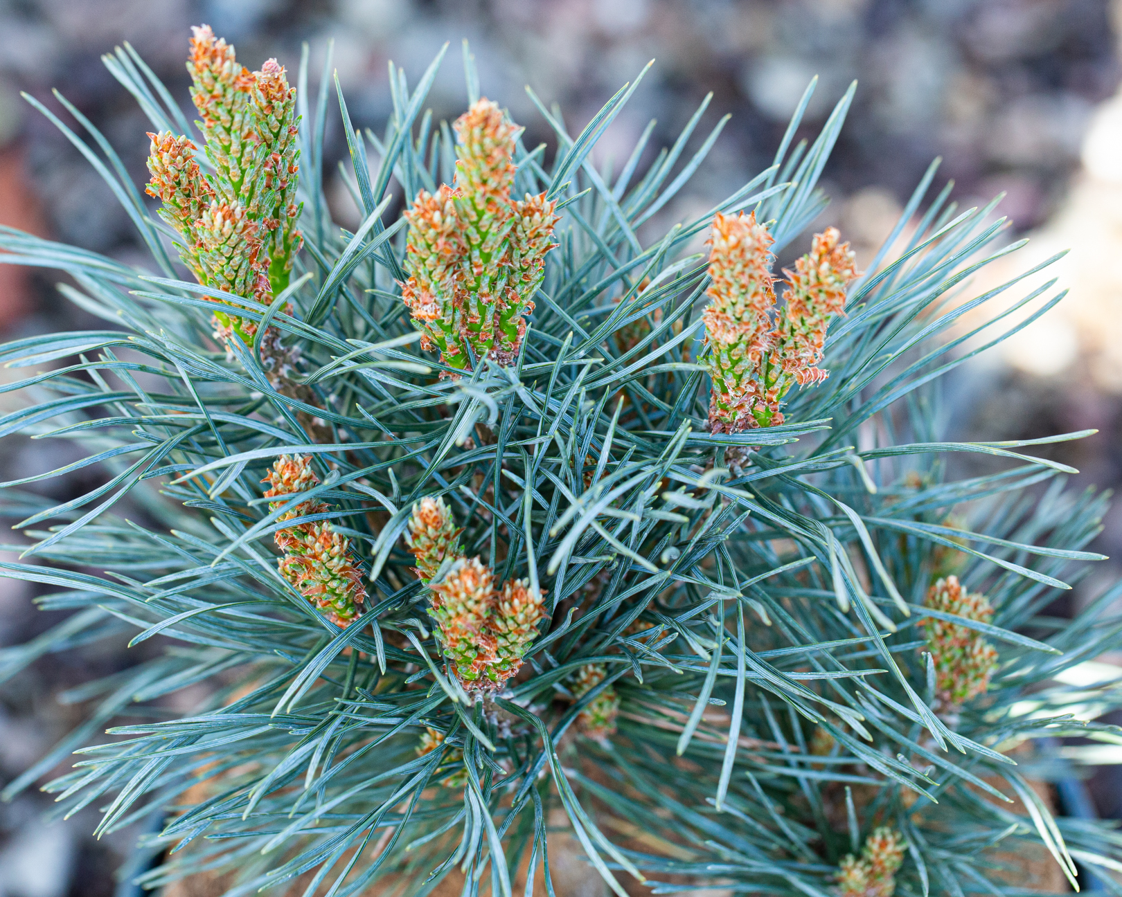 Pinus sylvestris 'Chantry Blue' | Frank P Matthews
