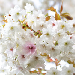 Prunus 'Fragrant Cloud' | Flowering Cherry | Ornamental Trees | Frank P ...