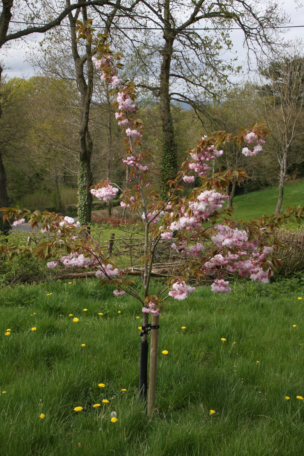 Prunus 'Pink Parasol' | Frank P Matthews