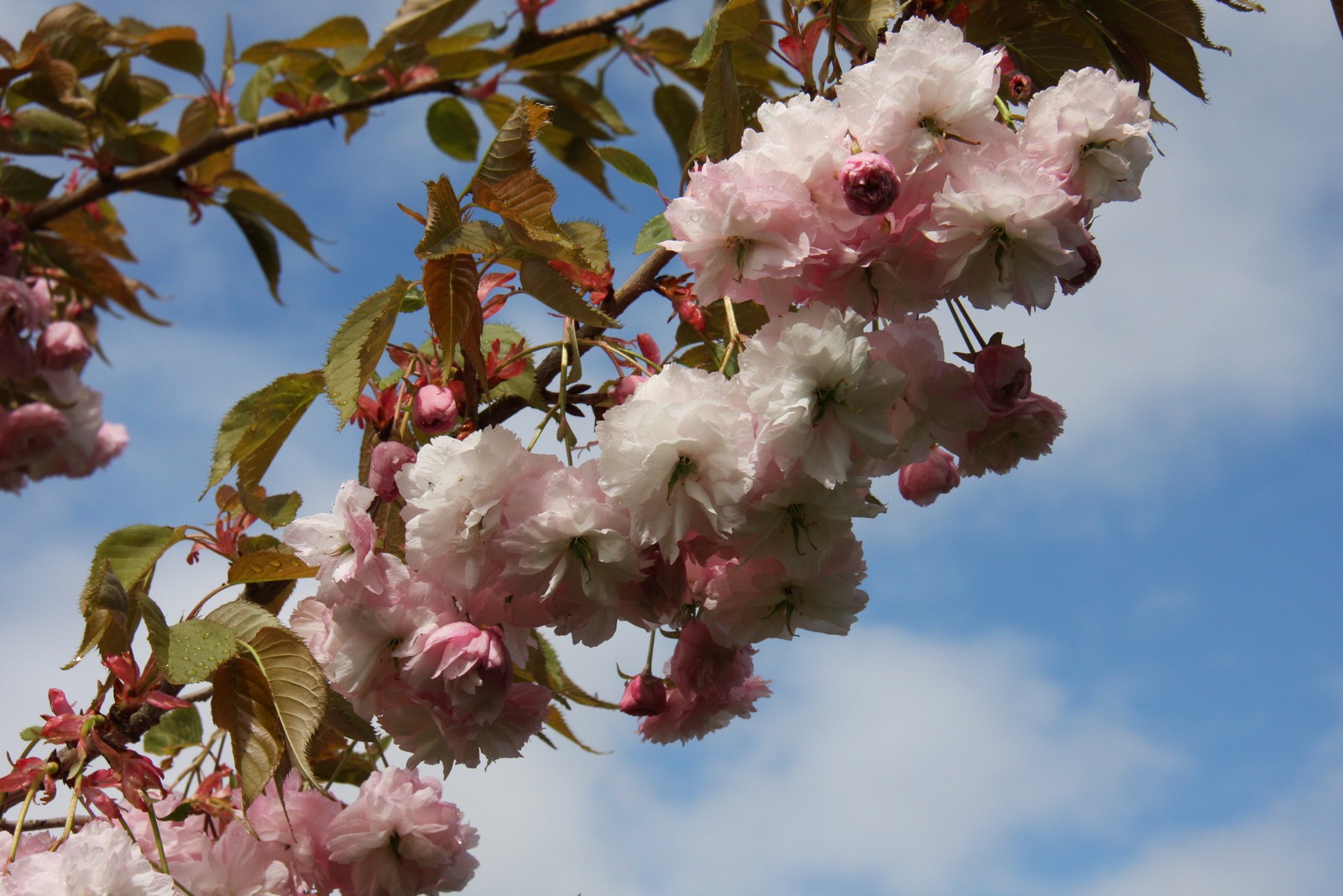 Prunus 'Pink Parasol' | Frank P Matthews