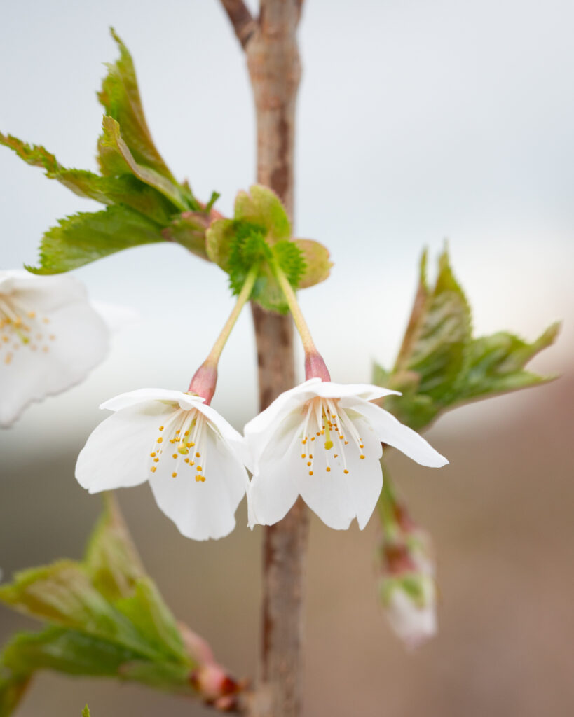 Prunus 'Snow Goose' | Frank P Matthews
