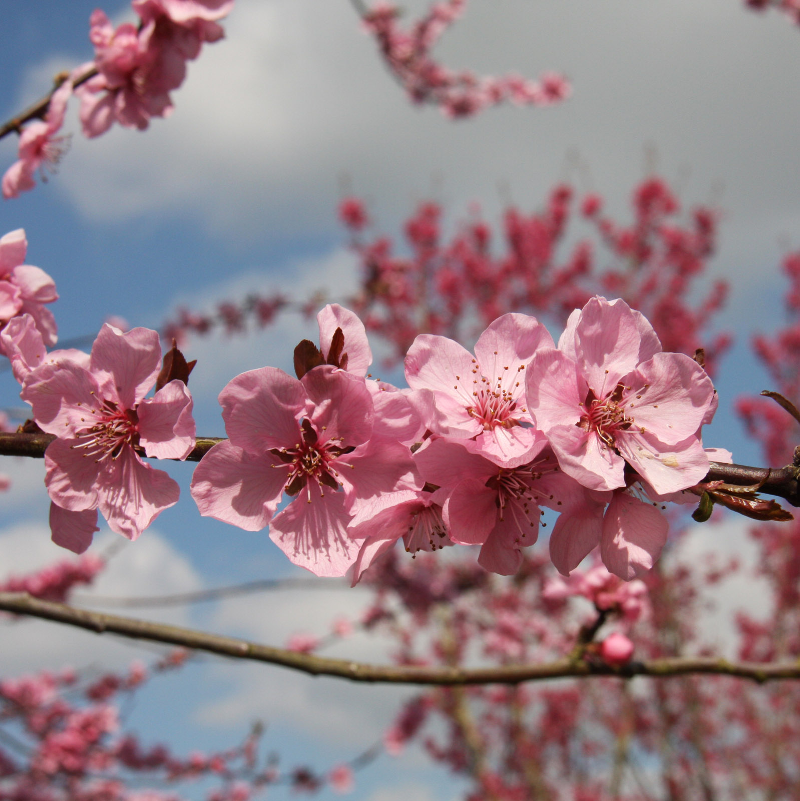Prunus x persicoides 'Spring Glow' | Flowering Cherry | Frank P ...