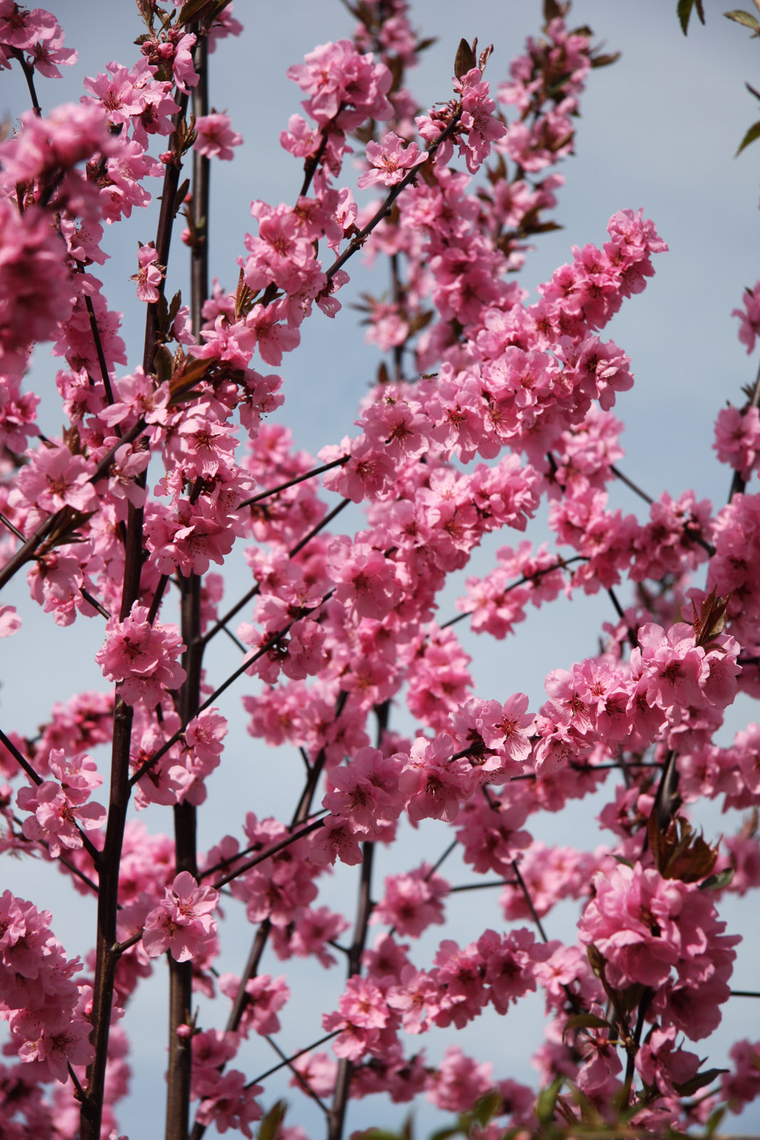 Prunus x persicoides 'Spring Glow' | Frank P Matthews