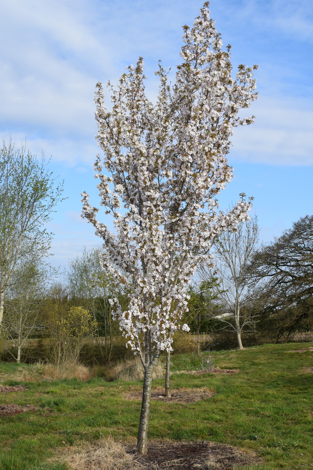 Prunus 'Sunset Boulevard' | Frank P Matthews