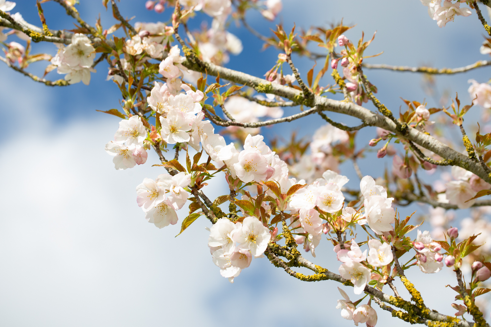 Prunus 'Sunset Boulevard' | Frank P Matthews