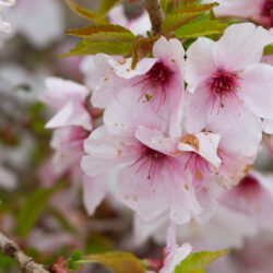 Prunus 'The Bride' | Flowering Cherry | Frank P Matthews Trees