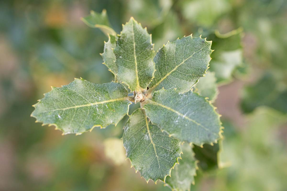 Quercus ilex | Holm Oak | Evergreen Oak | Frank P Matthews