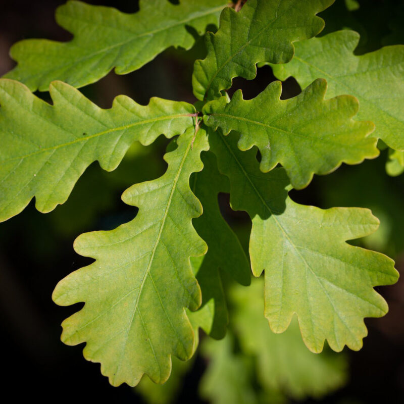 Quercus x warei 'Regal Prince' | Frank P Matthews