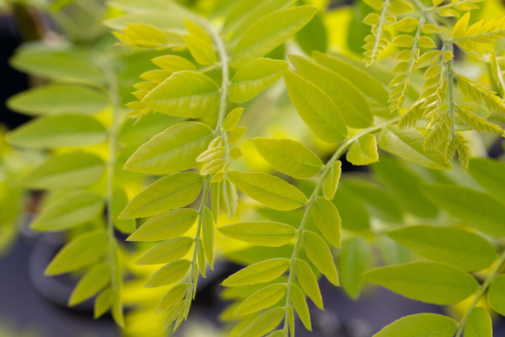Robinia pseudoacacia 'Frisia' | Frank P Matthews