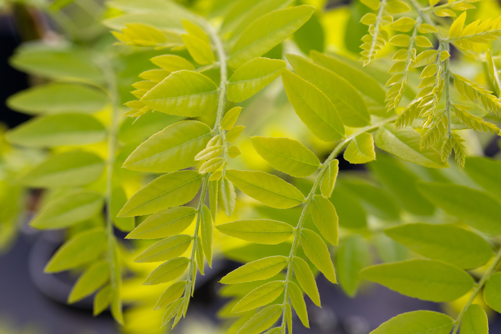 The Locust Tree In Flower 1935 | Best Flower Site