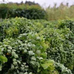 Robinia pseudoacacia 'Lace Lady'® Twisty Babe | Frank P Matthews