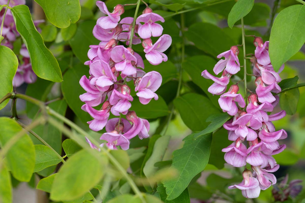 Robinia x margaretta 'Pink Cascade' | False Acacia | Frank P Matthews