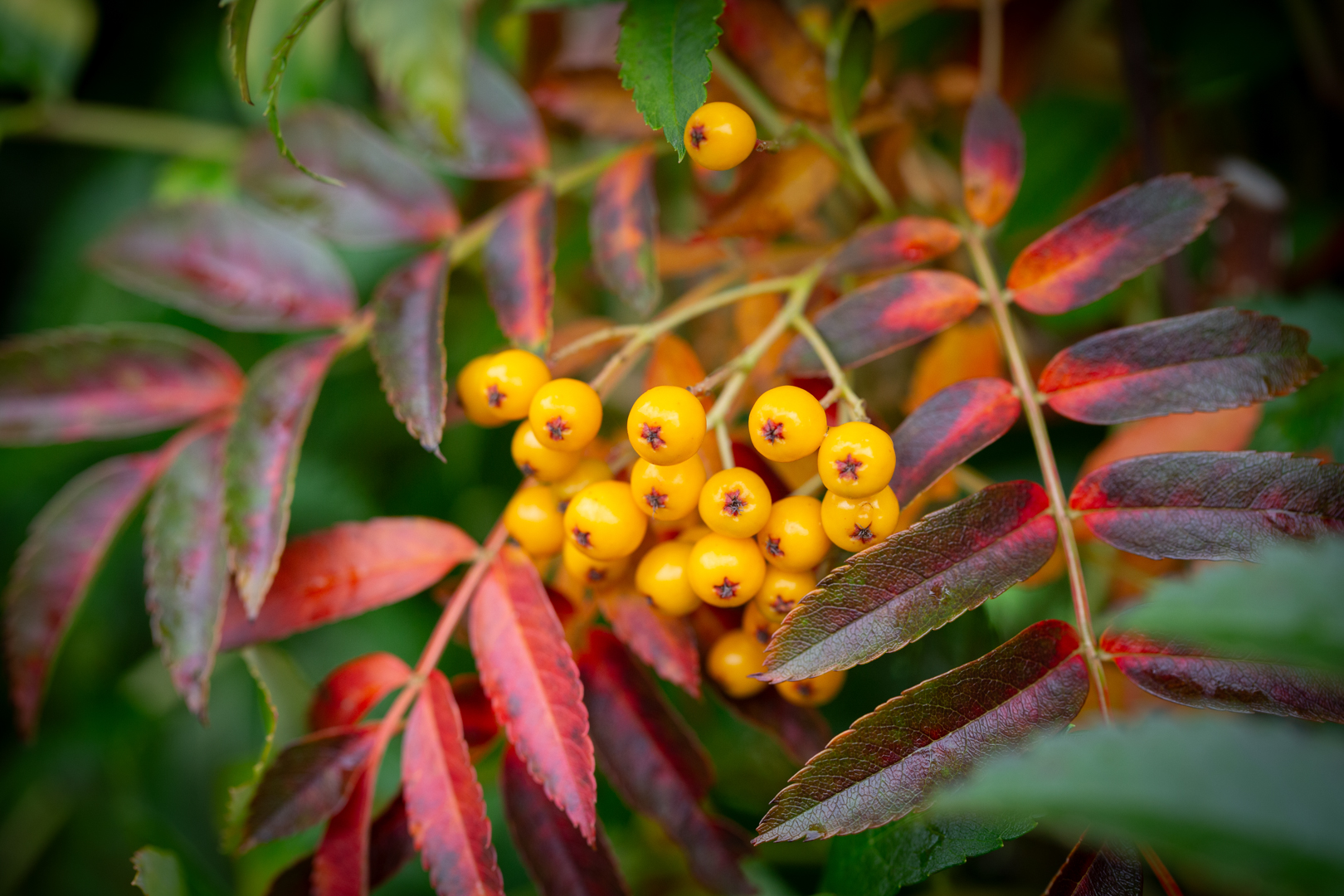 Sorbus 'Autumn Spire'® (Flanrock) | Sorbus Flanrock | Mountain Ash ...