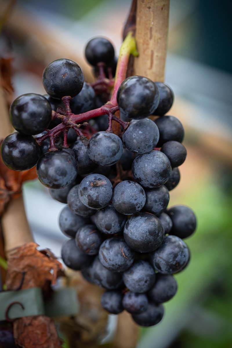 Regent | Grapevine | Ornamental Trees | Frank P Matthews