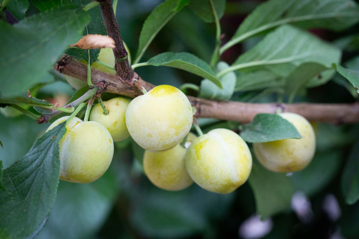 de Nancy | Mirabelle | Fruit Trees | Frank P Matthews