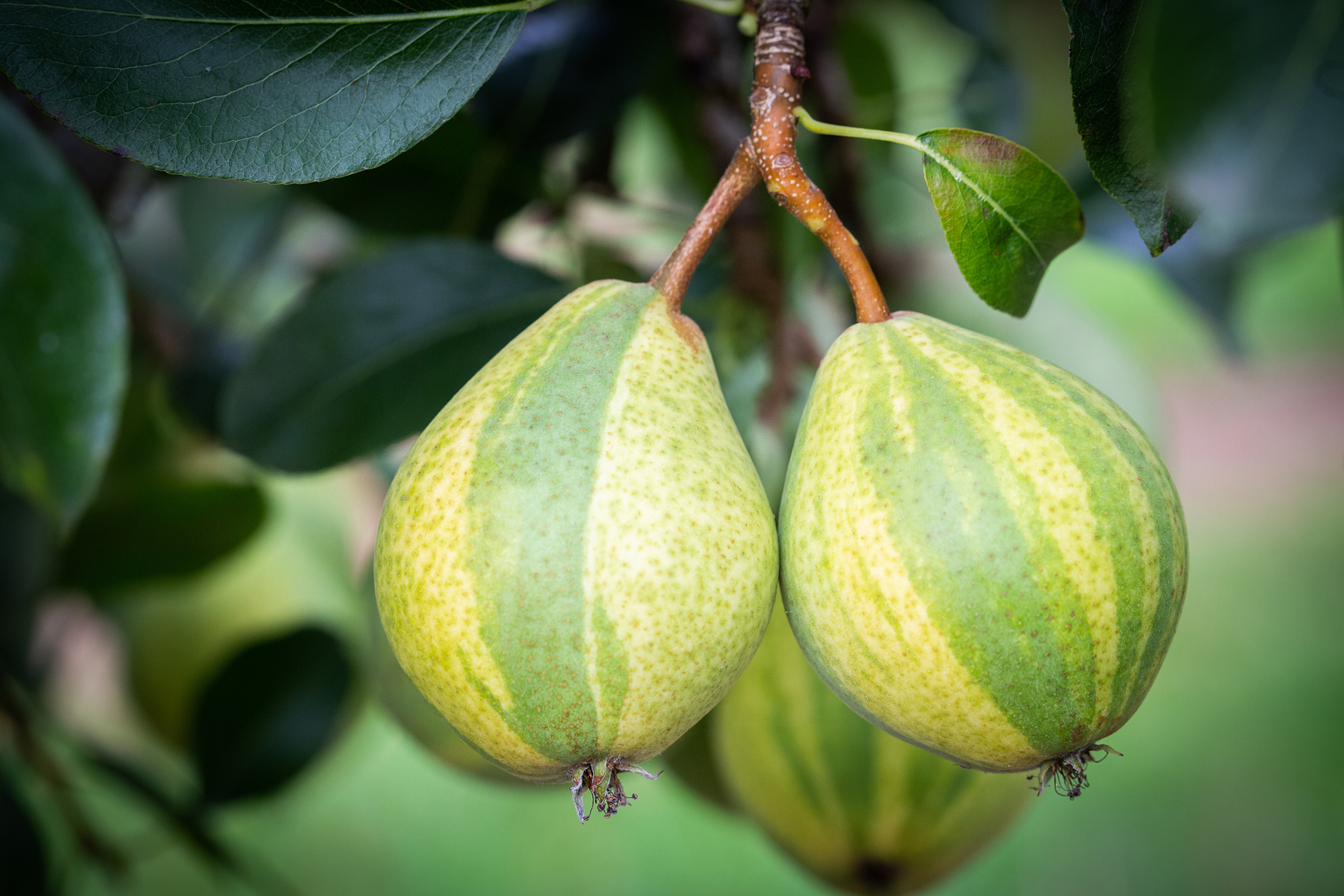 Humbug | Pysanka Pear | Fruit Trees | Frank P Matthews