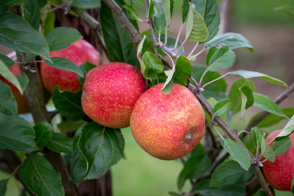 Adam's Pearmain | Frank P Matthews