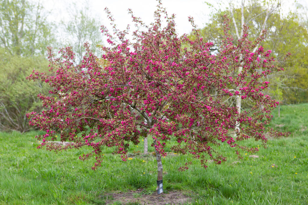 Malus 'Indian Magic' | Frank P Matthews