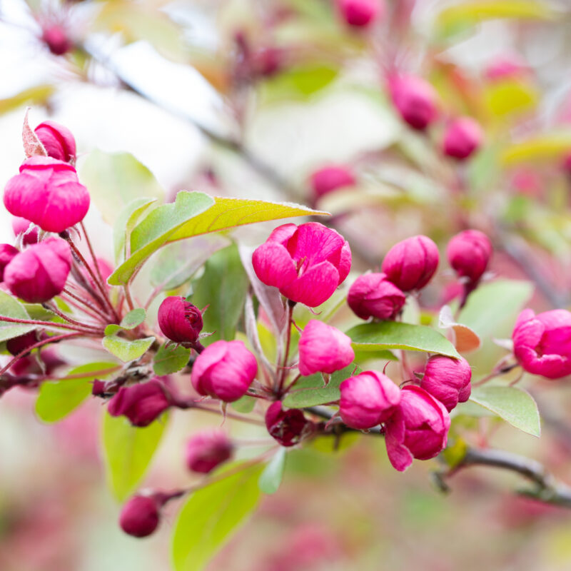 Malus 'Indian Magic' | Frank P Matthews