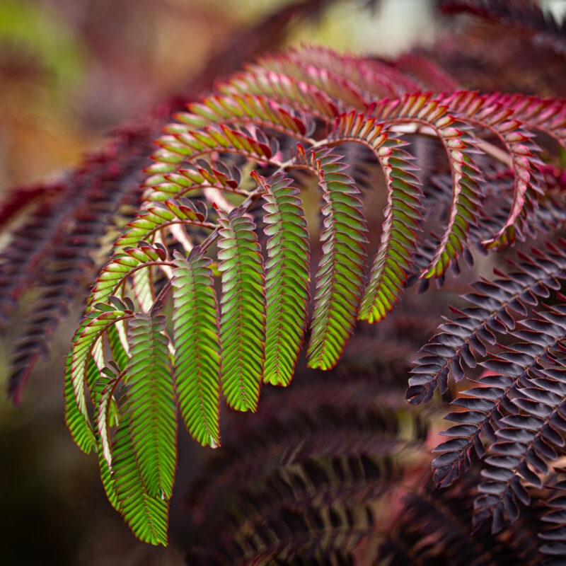 Albizia | Frank P Matthews