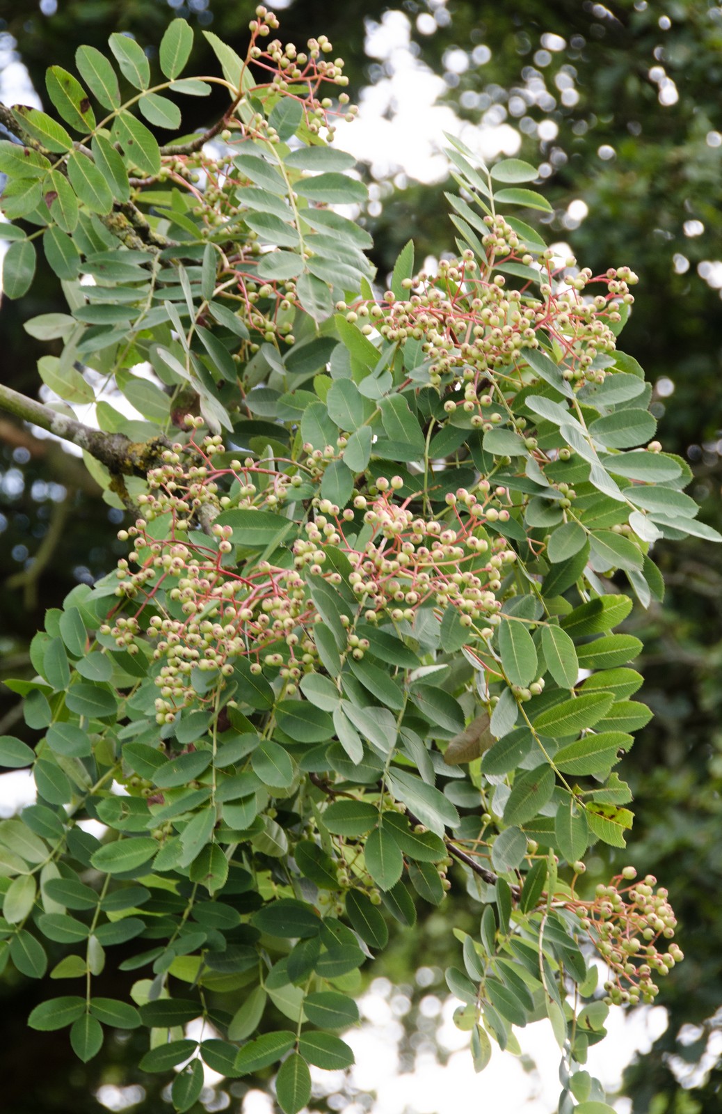 Sorbus pseudohupehensis | Hupeh Rowan | Ornamental Trees | Frank P Matthews