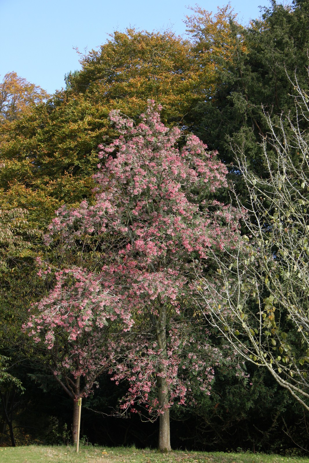 Sorbus hupehensis | Frank P Matthews